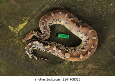 Python Brongersmai Photos, Images & Pictures | Shutterstock