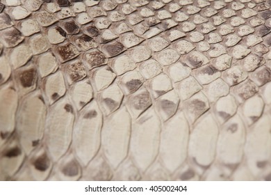 Python Skin Texture Stock Photo 405002404 | Shutterstock