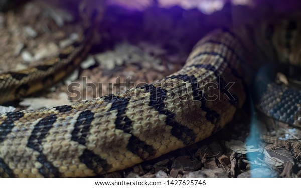 Python Texture Skin Snake Detailed Scales Stock Photo 1427625746 ...