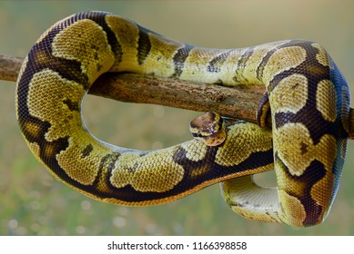 6 Skane Skin Royalty-Free Images, Stock Photos & Pictures | Shutterstock