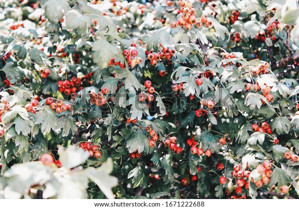 Red Berries Processed Vsco Hb2 Preset Stock Photo 1671222688 | Shutterstock