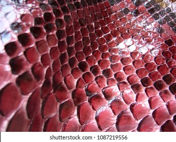 Red Python Skin Snake Skin Animated Stock Photo 1087219556 | Shutterstock