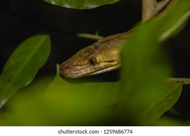 Reticulated Python Python Reticulatus Tiger Reticulated Stock Photo ...