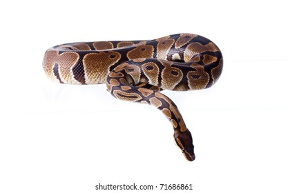 6+ Hundred Wise Snakes Royalty-Free Images, Stock Photos & Pictures ...
