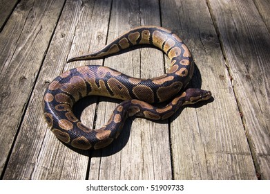 Python Mouth Open: Over 178 Royalty-Free Licensable Stock Photos ...