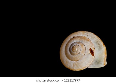 1,262 imágenes de Broken snail shell - Imágenes, fotos y vectores de ...
