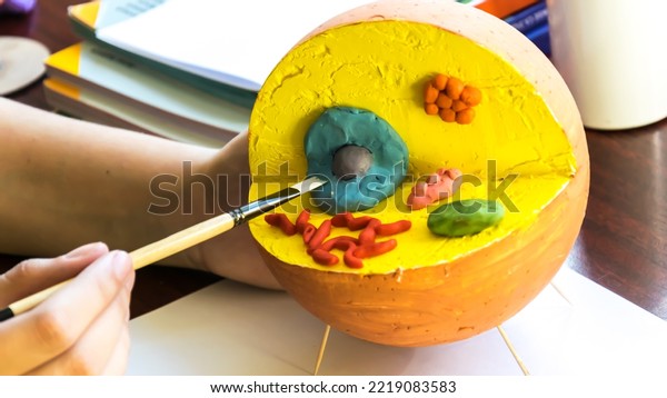 Student Learns Structure Cell Student Makes Stock Photo 2219083583 ...