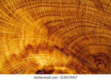 3,804 Wood Nodes Images, Stock Photos & Vectors | Shutterstock