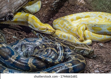 6,843 3 Snakes Images, Stock Photos, 3D objects, & Vectors | Shutterstock