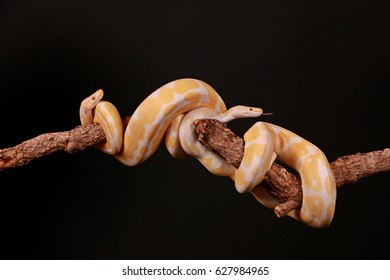 Dark Tigerpython Royalty-Free Images, Stock Photos & Pictures ...