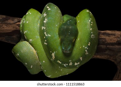 2+ Thousand Python Eating Animal Royalty-Free Images, Stock Photos ...