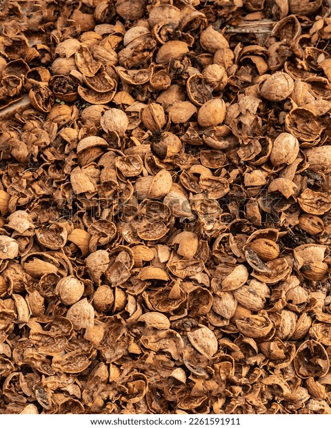33,632 imágenes de Walnut shell texture - Imágenes, fotos y vectores de ...