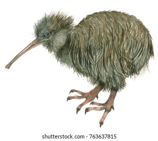 Kiwi Bird Hand Drawn Watercolor Illustration Stock Illustration ...