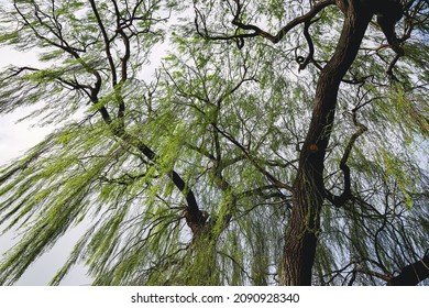 102,670 Willow Tree Top Down View Royalty-Free Images, Stock Photos ...