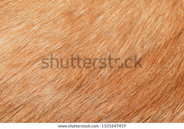 2 Textura Pelo Animal Bilder, Stockfotos, 3D-Objekte und Vektorgrafiken | Shutterstock