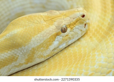 150 Python Nest Images, Stock Photos & Vectors | Shutterstock
