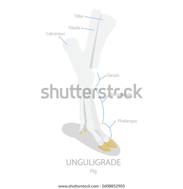 Plantigrade Feet Photos, Images & Pictures | Shutterstock