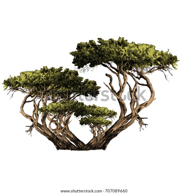 African Tree Sketch Vector Graphics Color Stock Vector (Royalty Free ...