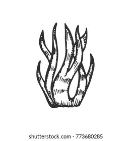 Algae Hand Drawing Vector: vector de stock (libre de regalías ...