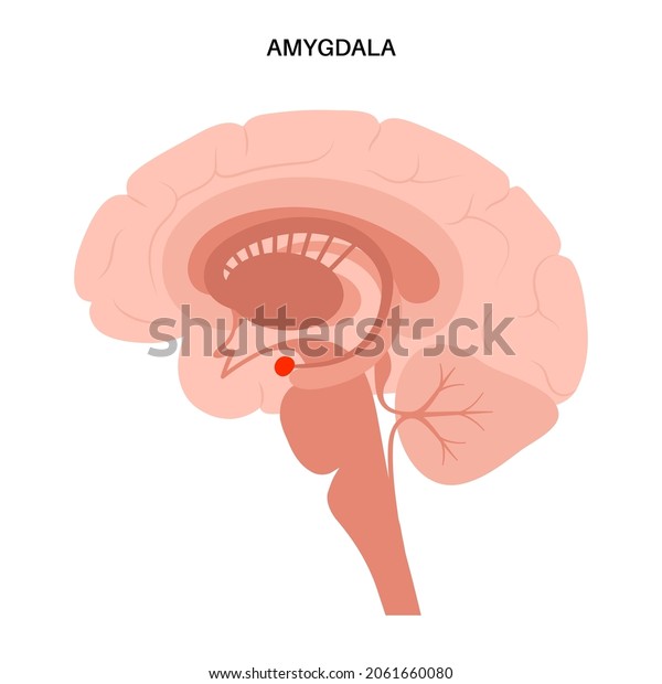 Amygdala Limbic System Concept Human Brain Stock Vector (Royalty Free ...