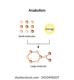 Anabolism Process Building Complex Macromolecules Atp Stock Vector ...