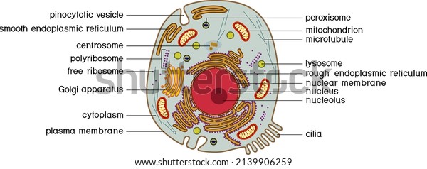 Animal Cell Structure Educational Material Biology Stock Vector ...