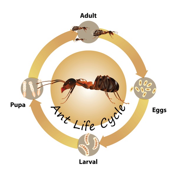 10+ Hundred Ant Life Cycle Royalty-Free Images, Stock Photos & Pictures ...