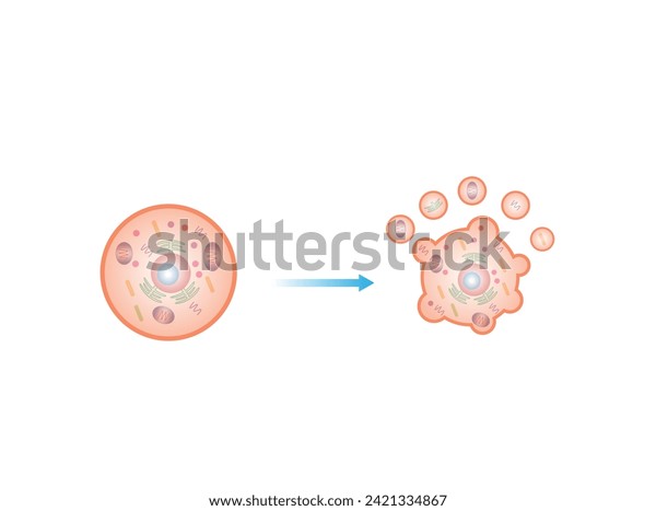 Apoptosis Programmed Cell Death Aging Process Stock Vector (Royalty ...