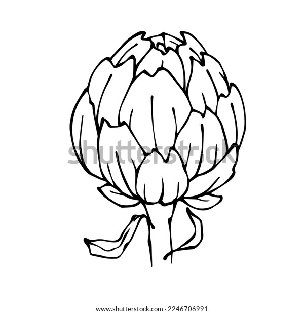 Artichoke Linear Sketch Vector Graphics Stock Vector (Royalty Free) 2246706991 | Shutterstock