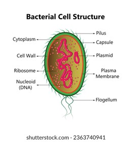 Bacterial Cell Anatomy: Over 1,556 Royalty-Free Licensable Stock Illustrations & Drawings ...