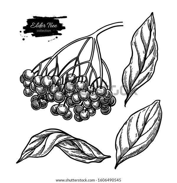 Black Elderberry Vector Drawing Set Hand Stock Vector (Royalty Free ...