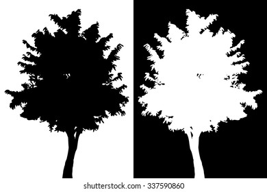 1+ Hundred Alpha Tree Shadow Royalty-Free Images, Stock Photos ...