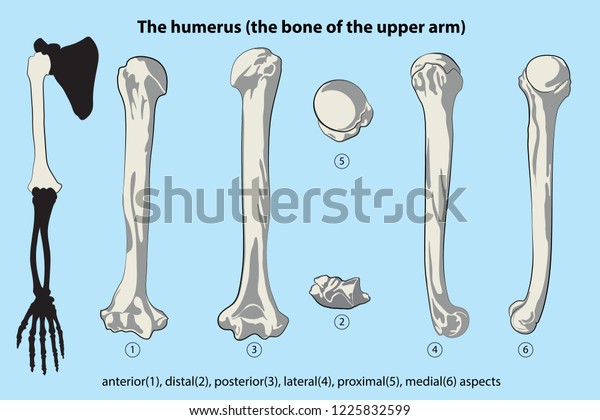 Bone Upper Arm Stock Vector (Royalty Free) 1225832599 | Shutterstock