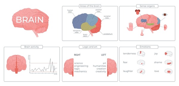201 Brain Prefrontal Cortex Stock Vectors and Vector Art | Shutterstock