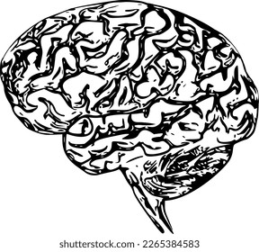 Brain Sketch Side View Stock Vector (Royalty Free) 2265384583 ...