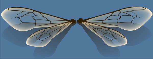 Bug Transparent Photo: Over 29 Royalty-Free Licensable Stock ...