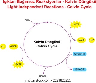 Light Independent Reaction Diagram Calvin Cycle