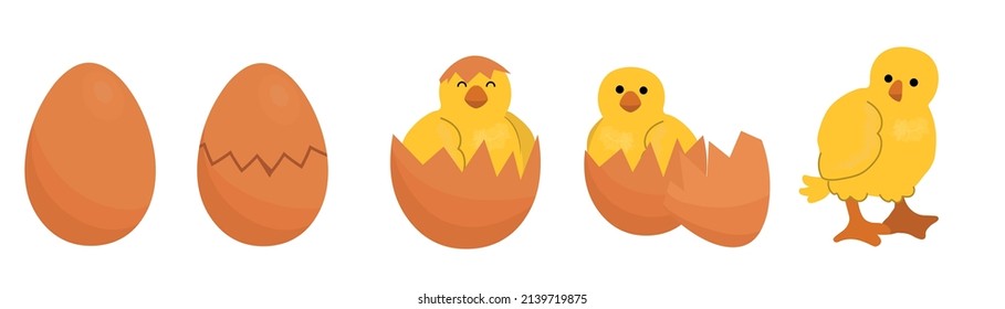 Chicken Hatching Stages Egg Cartoon Set Stock Vector (Royalty Free) 2452958123 | Shutterstock