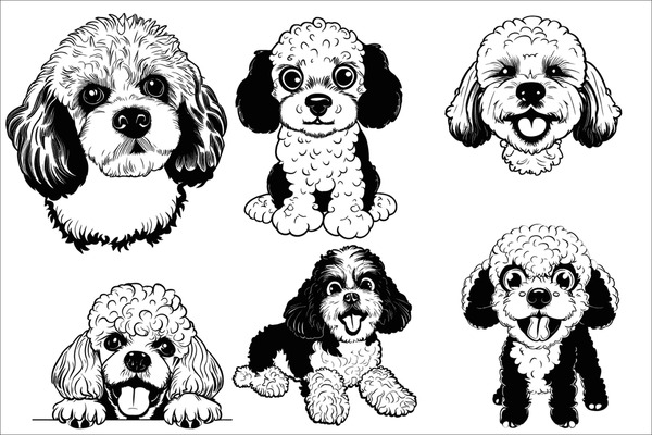 13 Cavapoo Drawing Royalty-Free Photos and Stock Images | Shutterstock