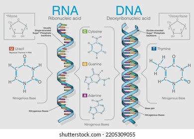 Nucleic Acid Structure Labeled