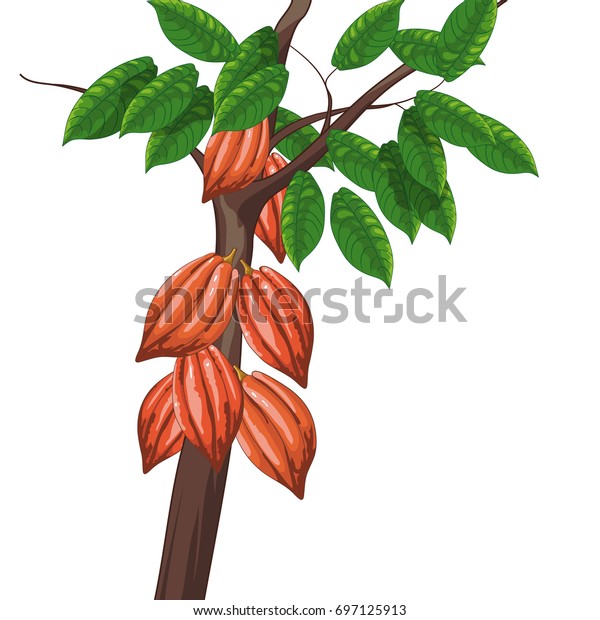 Cocoa Tree Stock Vector (Royalty Free) 697125913 | Shutterstock