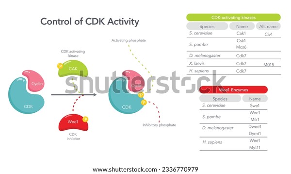 Cdk activation: Más de 13 ilustraciones y dibujos de stock con licencia ...