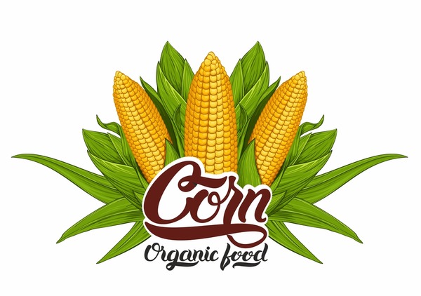 4+ Hundred Corn Husks Realistic Royalty-Free Images, Stock Photos ...