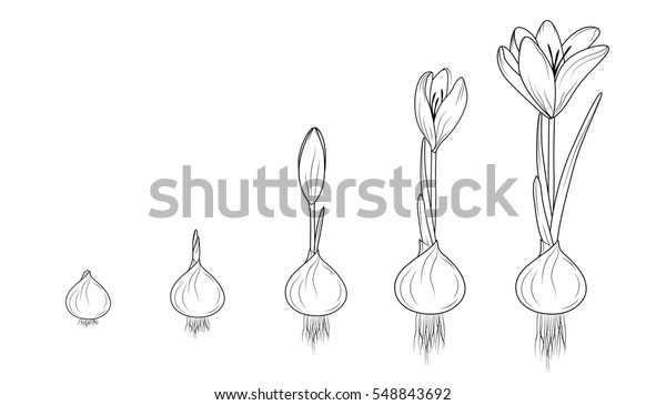 Crocus Germination Corm Bulb Sprouts Flower Stock Vector (Royalty Free ...