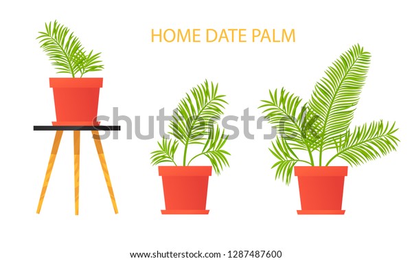 Date Palm Set Stages Development Home Stock Vector (Royalty Free ...
