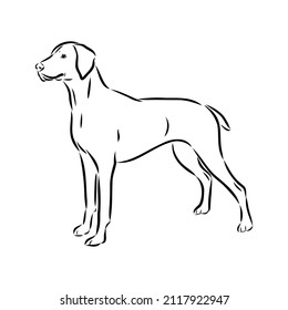 1,037 Pointer Dog Outline Images, Stock Photos & Vectors | Shutterstock