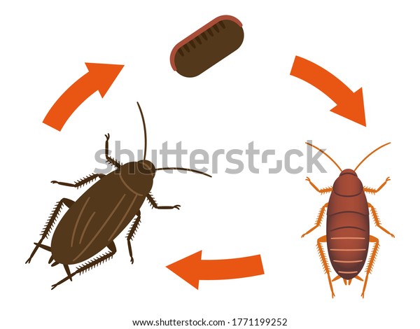 Diagram Of The Life Cycle Of A Cockroach Life Cycle American Cockroach