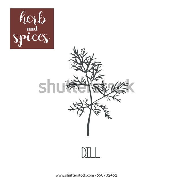 Dill Sketch Hand Drawing Dill Vector: เวกเตอร์สต็อก (ปลอดค่าลิขสิทธิ์ ...
