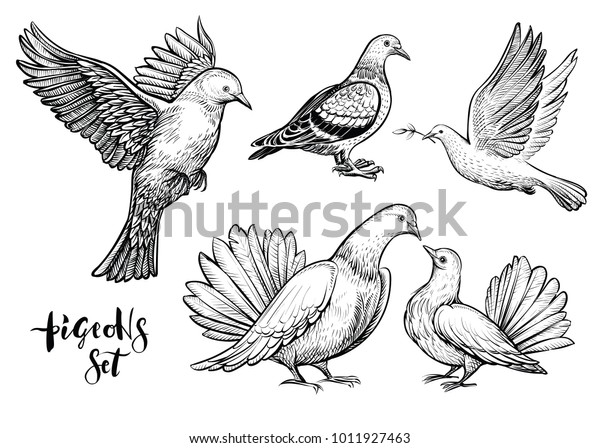 Dove Realistic Drawing Royalty-Free Images, Stock Photos & Pictures ...
