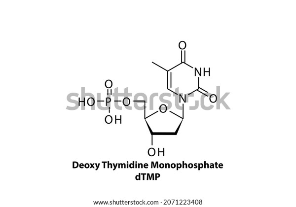 Dtmp Deoxythymidine Monophospate Nucleotide Molecule Strcuture Stock Vector Royalty Free